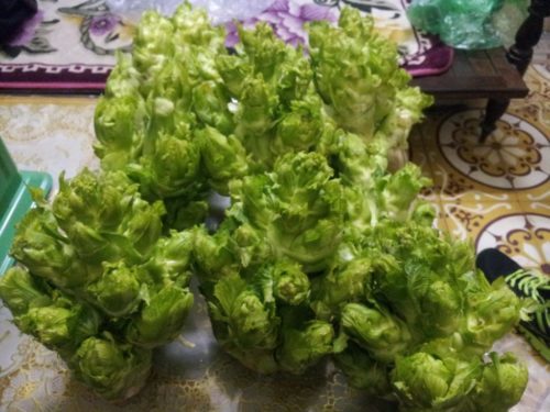 Ấn tượng về kỹ thuật trồng cải mầm đá - Đặc sản xứ lạnh Sapa